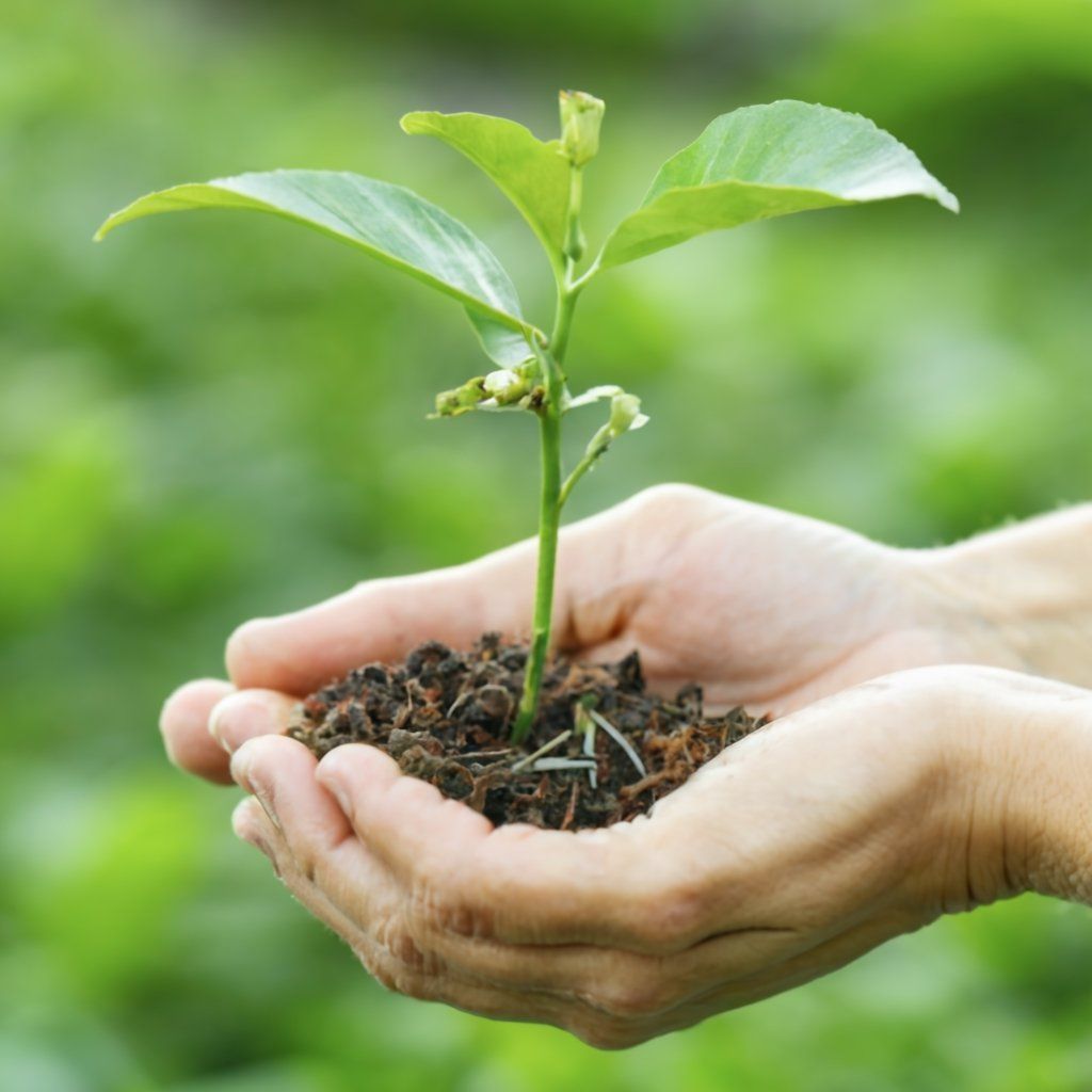 Growing A Strong Lemon Tree Indoors: A Step-by-Step Guide ...